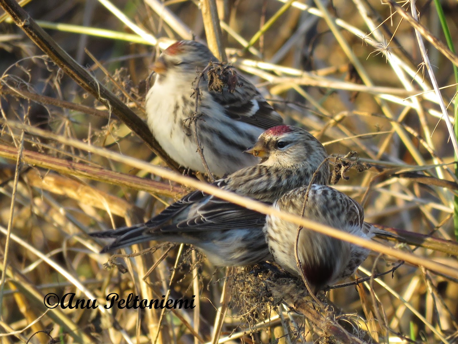 Lintuilua - Birding: Urpiainen