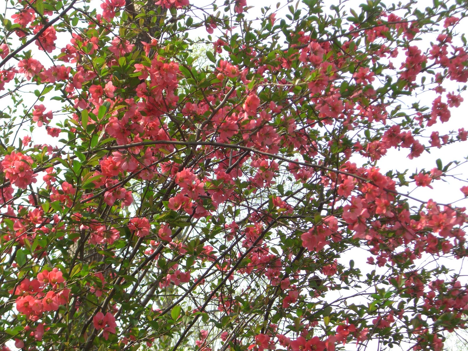 Tertun kasvimaailma: Kvitteniterveisistä kinsteriin