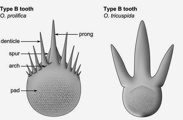 Sciency Thoughts: Priapulid Worms from the Middle Cambrian of Canada.