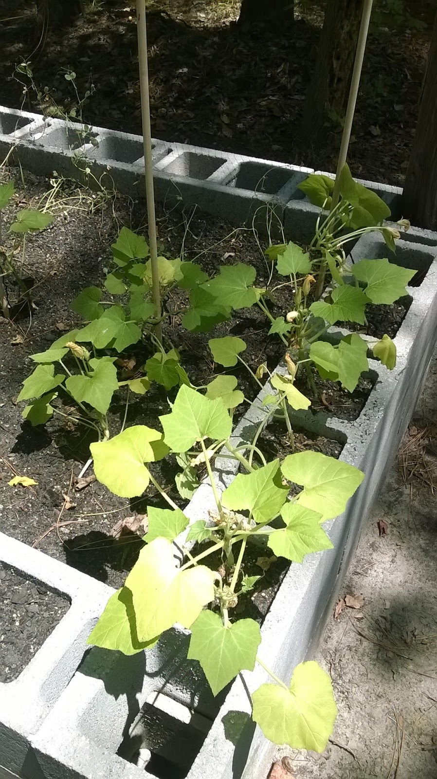 The Time We Bought A Fixer Upper: The Time We Built Concrete Block ...