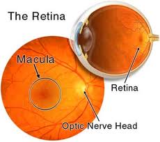Fundus Camera and Retinal Angiography: New treatment for macular ...