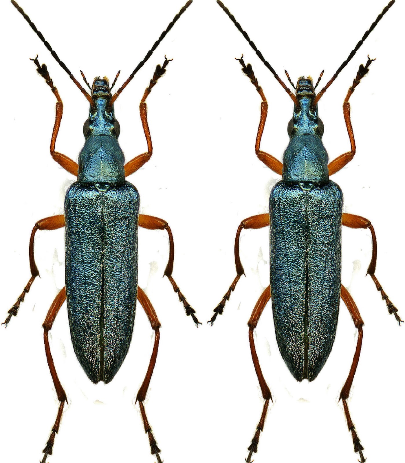 Biodiversity of Cyprus by NGO Protection of the Natural Heritage and ...