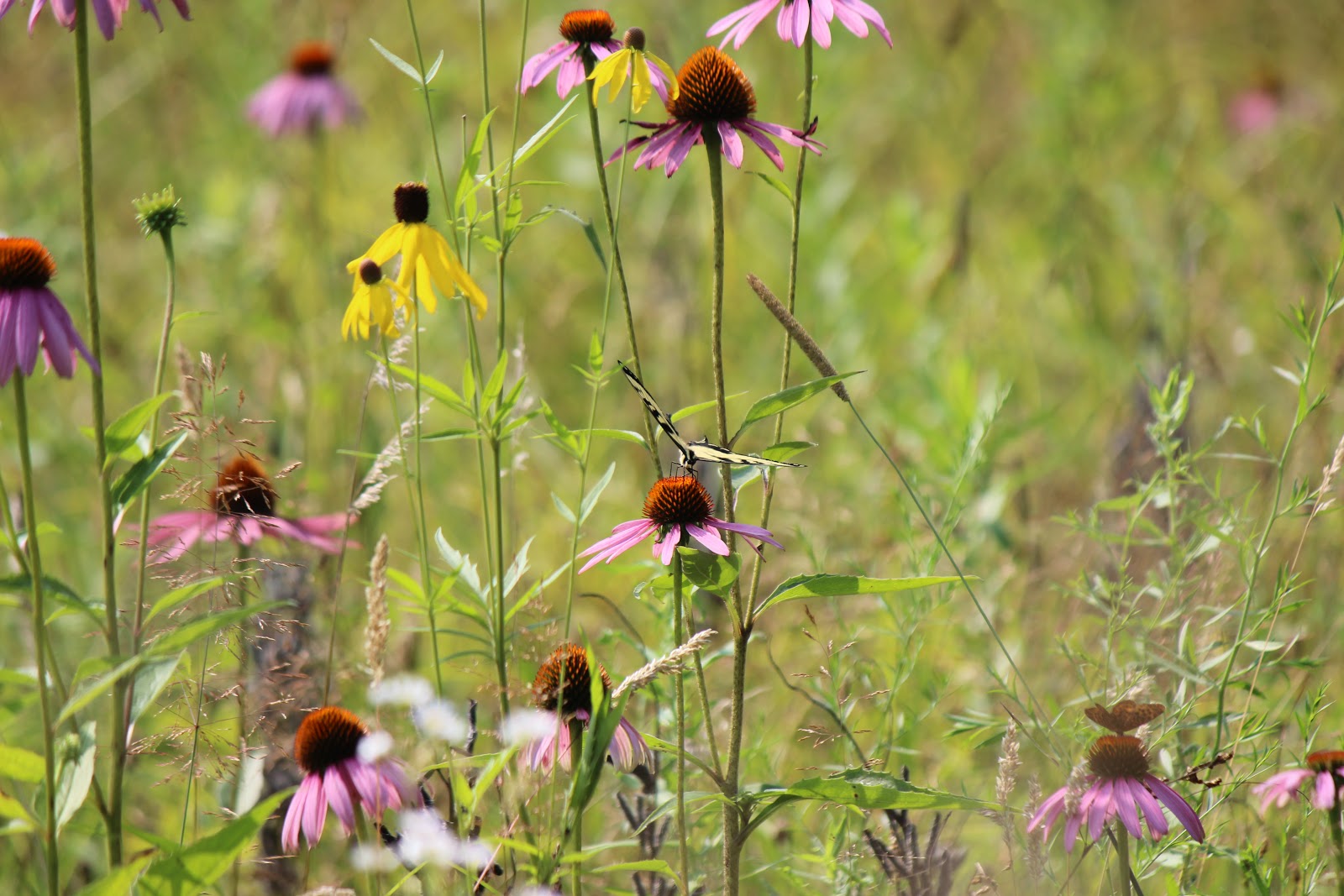 In The Field Of Flowers - Natural Park - July 2014 - Canon Camera