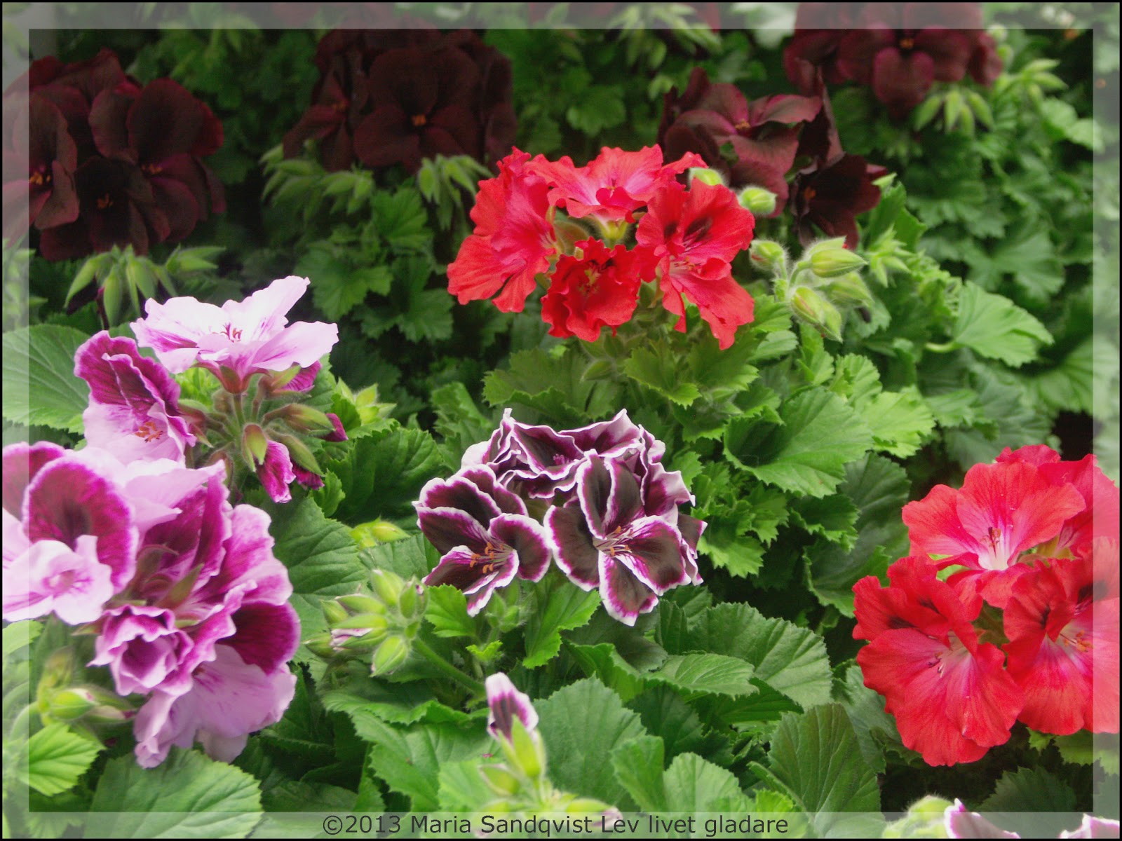 Lev livet gladare: Årets första pelargoner i handeln
