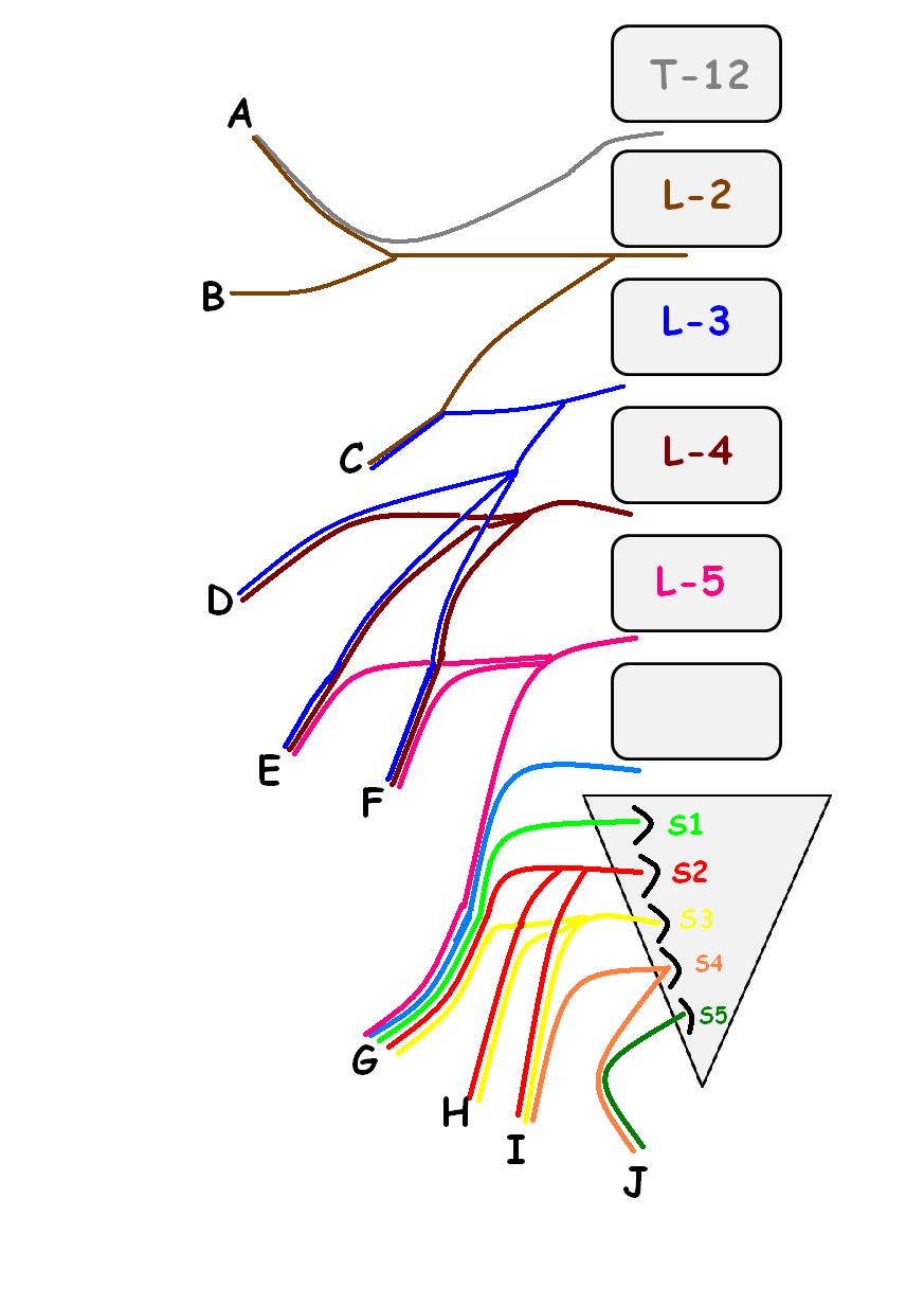Anatomía UNAM: PLEXO LUMBOSACRO