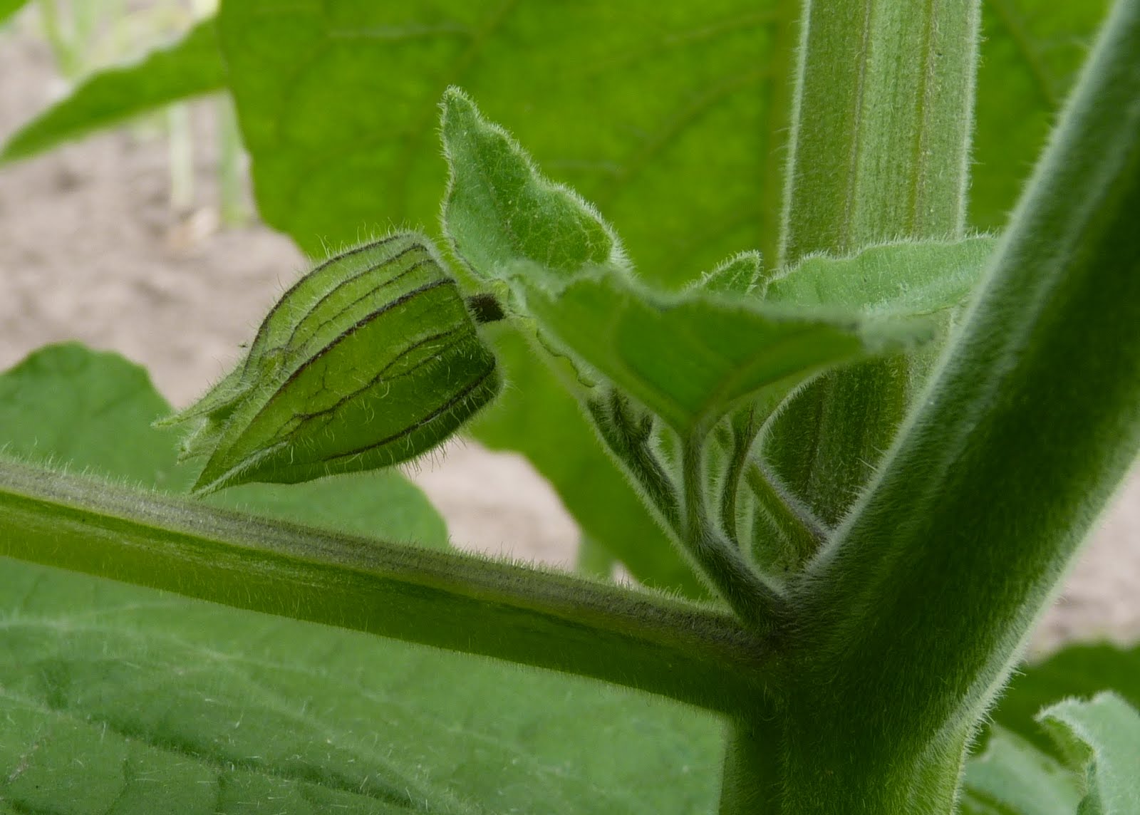 smalrac: Kelkplant of Goudbes