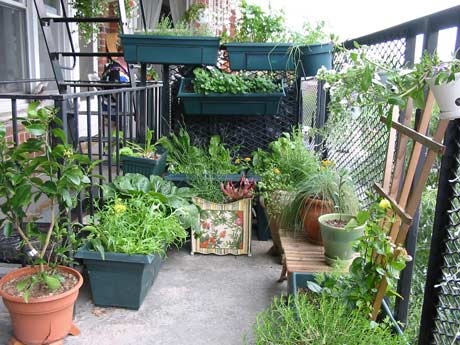 Paulinate : Paulin8: How to Start a Balcony Farm