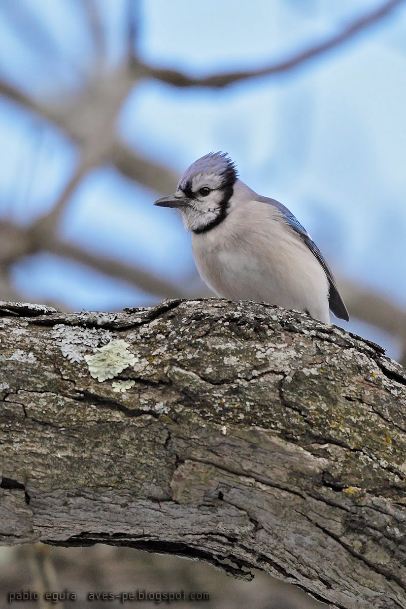 mis fotos de aves: Cyanocitta cristata Chara Azul Blue Jay