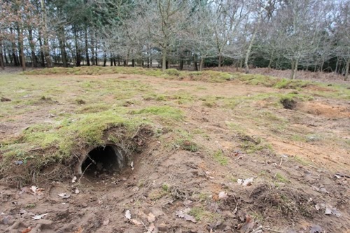 A Day In the Life of a Wildlife Artist: How I Built an Artificial Fox Earth