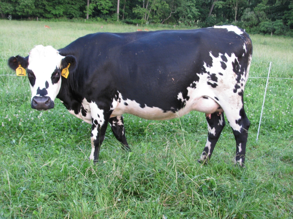 Amazing Grace Dairy: Some of My Favorite Cows