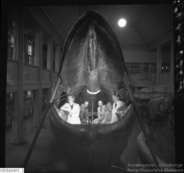 I present to you the entire skeleton of a blue whale. : r/WTF