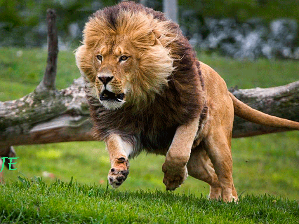 Lidia morales ! TIC : Animación - LEÓN SALVAJE