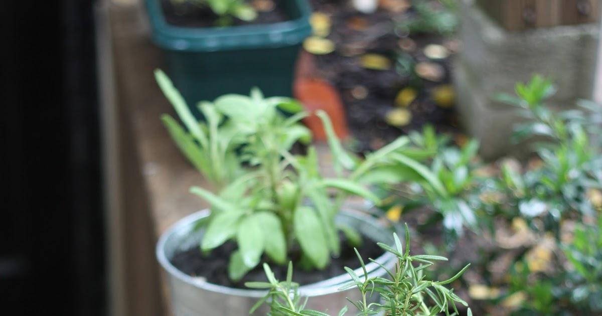 Uprooting and Transferring Herbs | 17 Apart