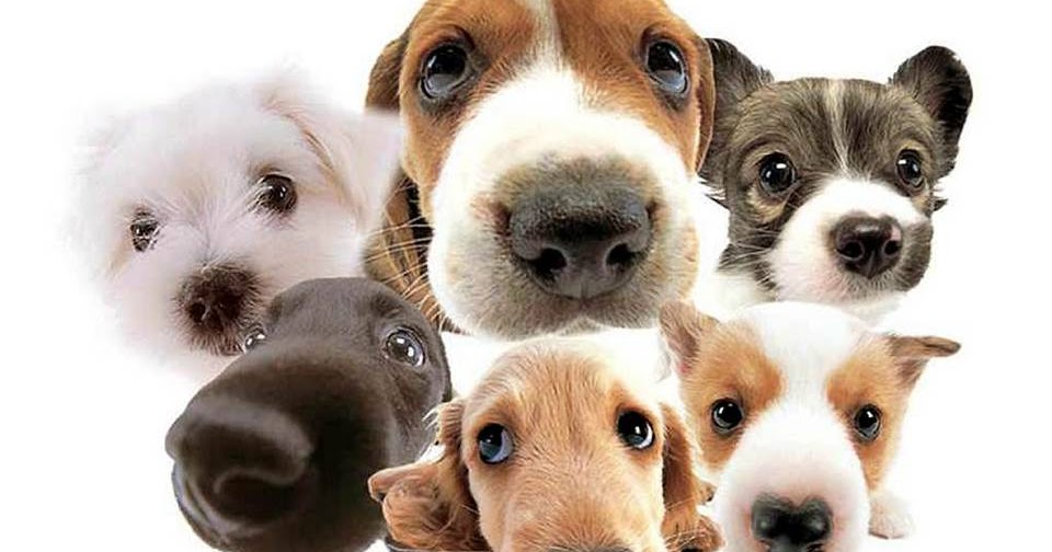 La importancia de la mascotas.