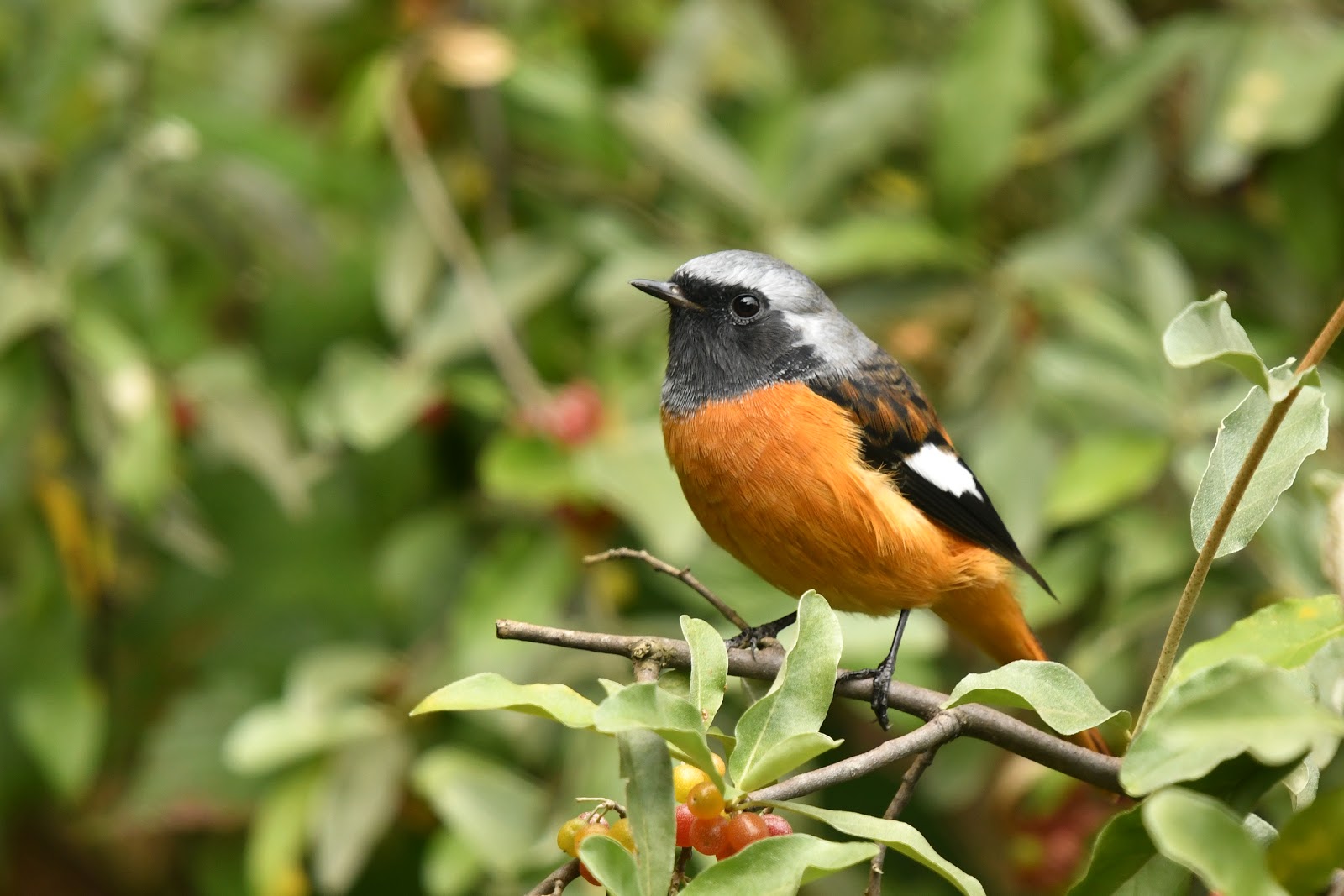 Steve Rogers birding: Some birds from South Korea