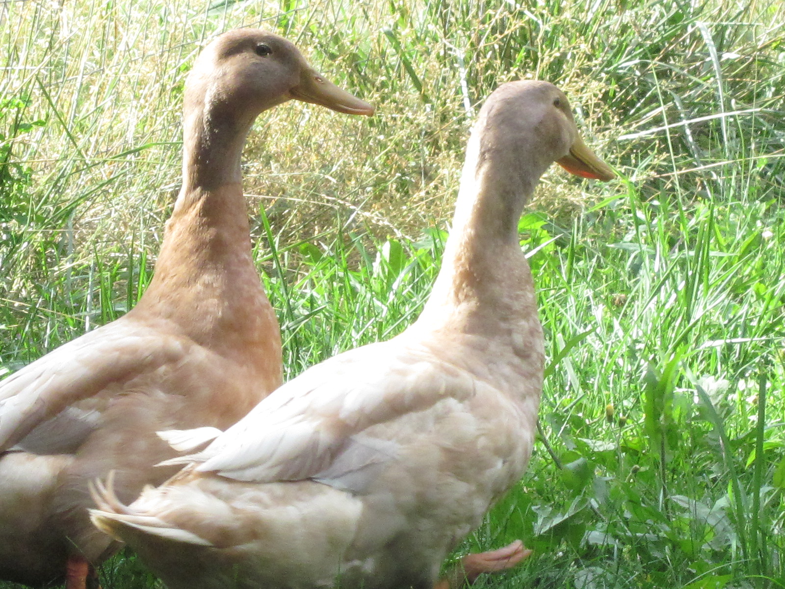 Speaking Willow Farm: Heritage Buff Ducks