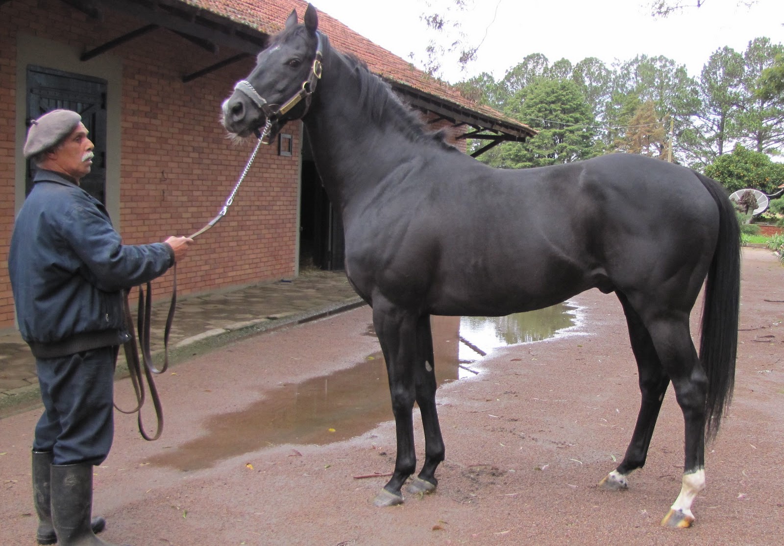 Turfe e Élevage: Manduro e Shirocco