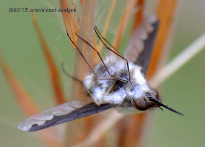 Chatter from the Wren's Nest: Bizarre Bee Fly Behavior, cont.