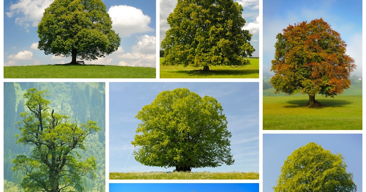 BANCO DE IMÁGENES GRATIS: 10 fotos de árboles - Trees photos to share