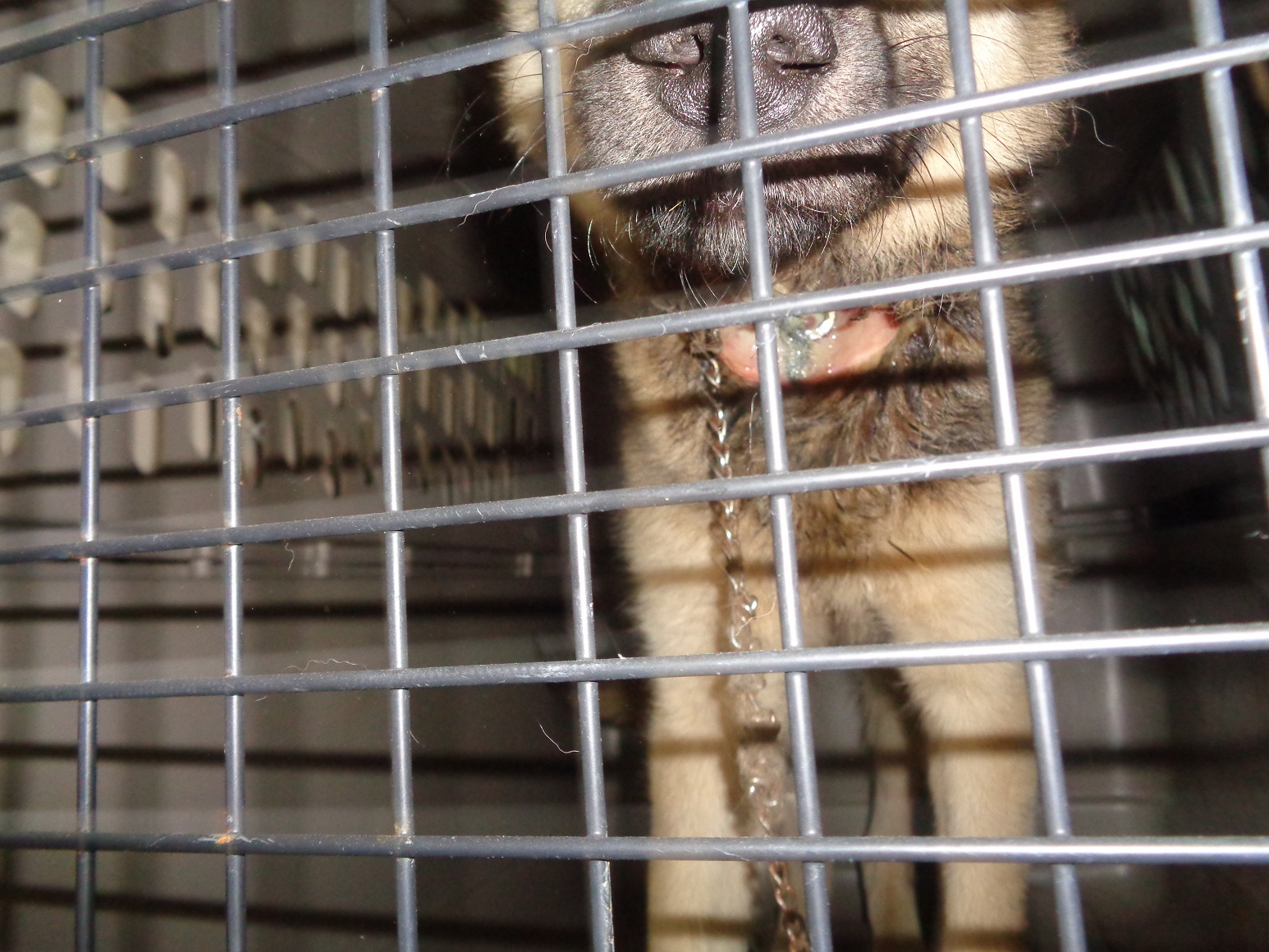 Red Lake Rosie's Rescue: The horror of an embedded collar