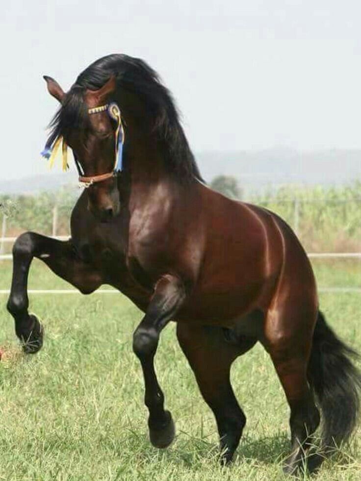 Cavalos | Belas Imagens de Cavalos