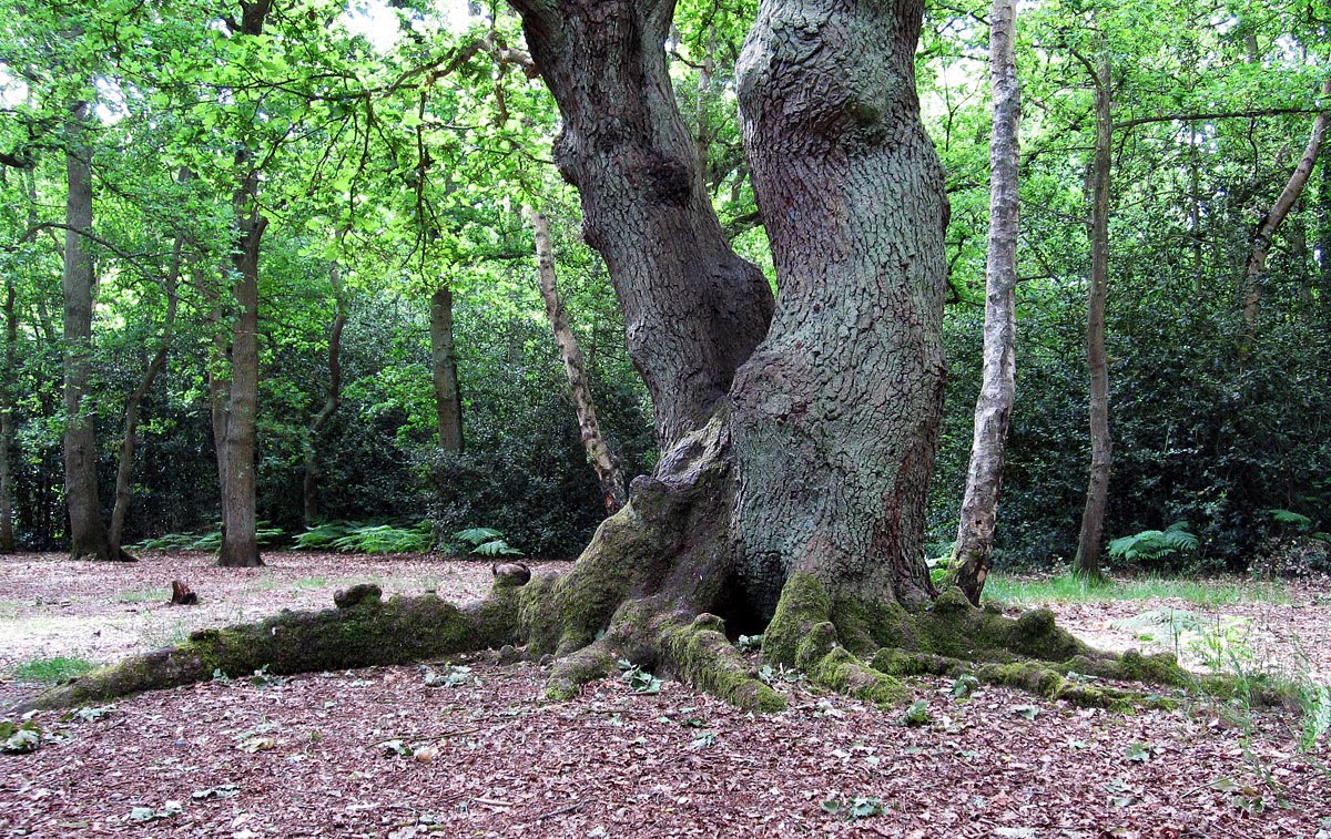 Spreading Roots | Naturally