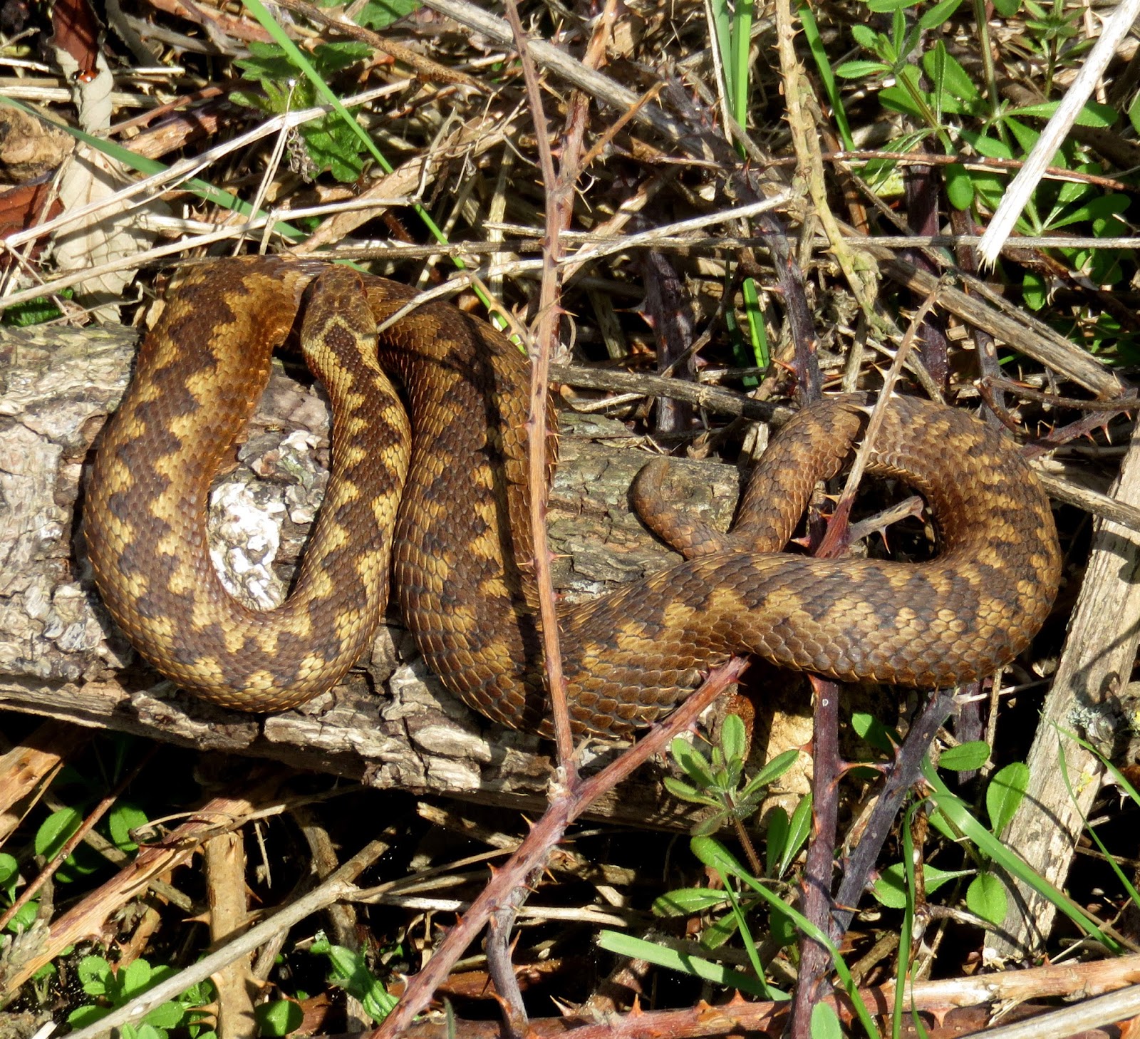 MERSEA WILDLIFE: SPRING SNAKES