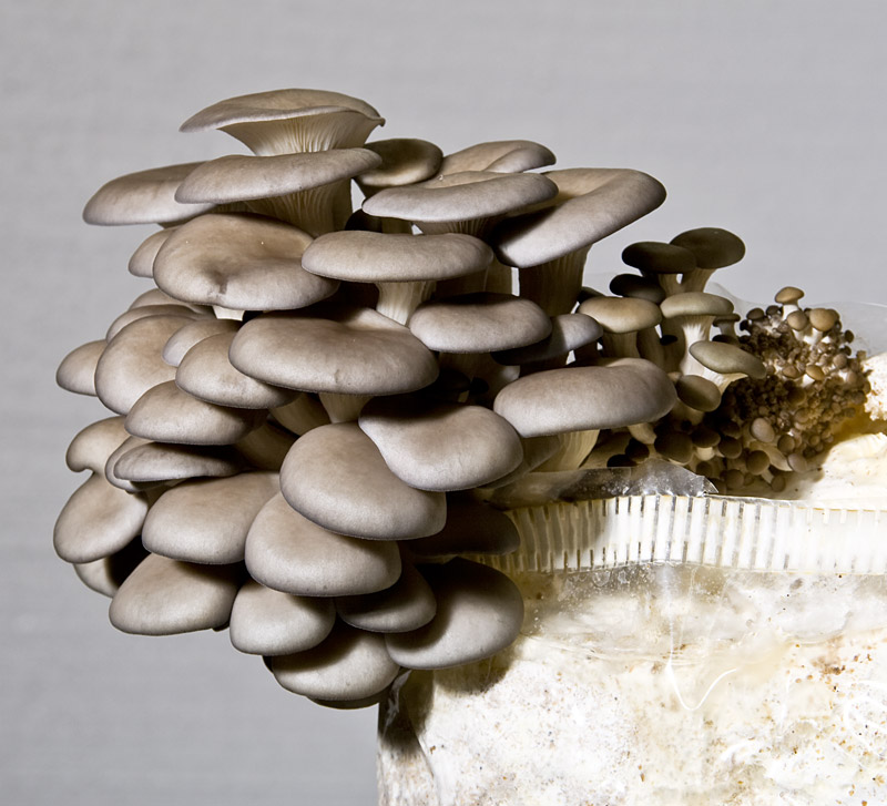 estreptociencia: GIRGOLAS