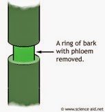 Senior Biology: Transport in plants