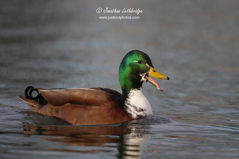 Wanstead Birder: In praise of ducks