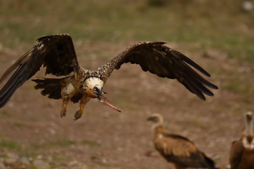 FOTOGRAFÍA DE FAUNA: RAPACES