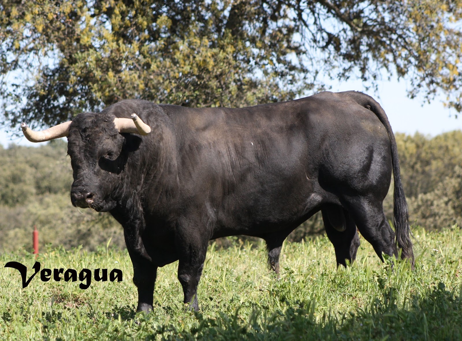 Encastes Bravos: El Jaral de la Mira: Ibanes toledanos