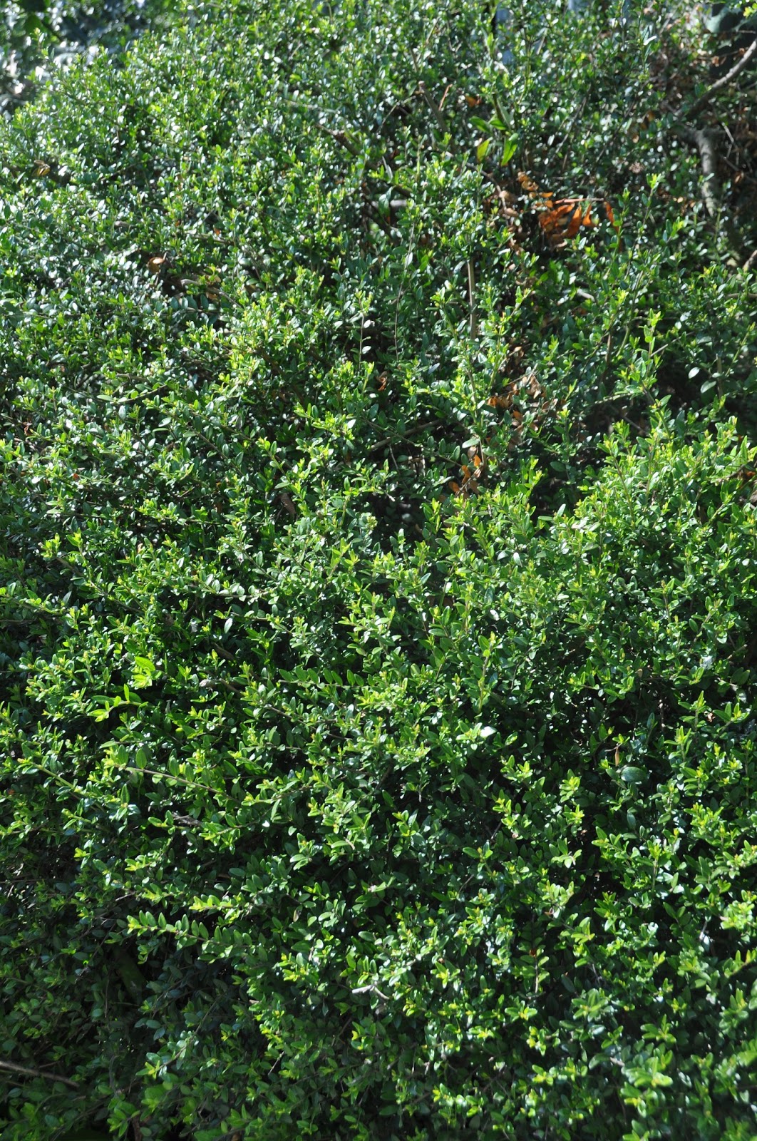 Plants Blog: Year 2 Plants blog: Buxus sempervirens; ' Common Box'