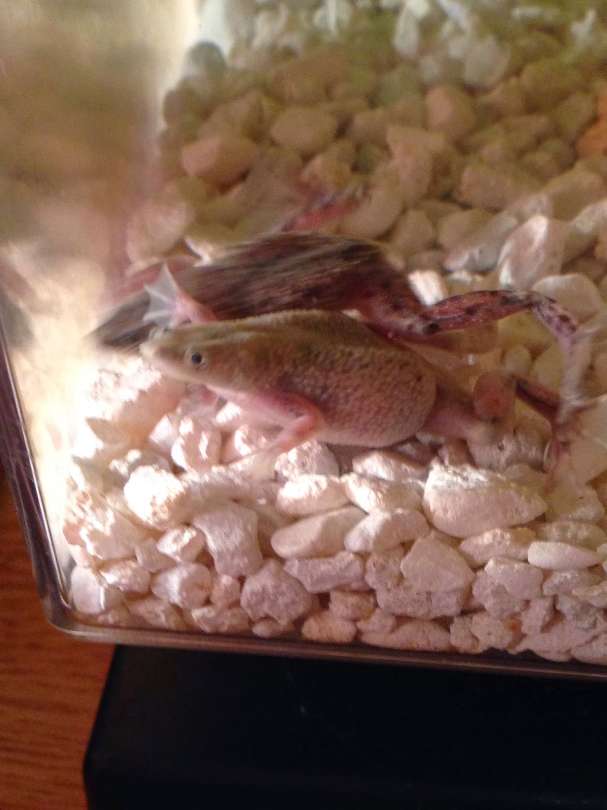 My African Dwarf Frog "Brog": Why "brog" About Frogs?