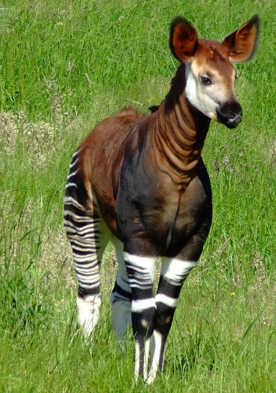 TVL: ANIMAL DA SEMANA - Ocapi