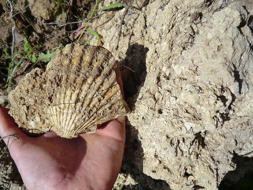 Fósiles del Neógeno en Villanueva del Río
