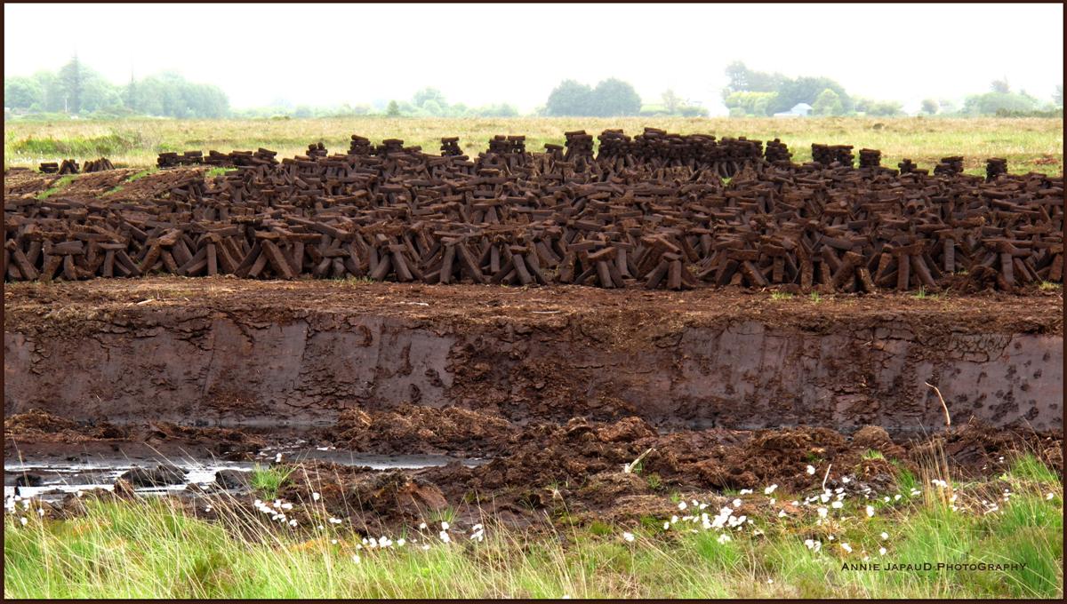 POSTCARDS FROM IRELAND: The Fabulous Bog Lands