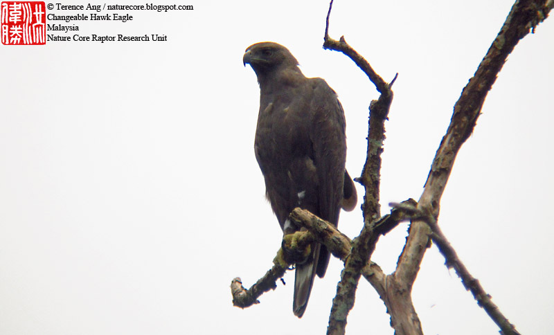NCRRU - Changeable Hawk Eagle (Dark Morph)