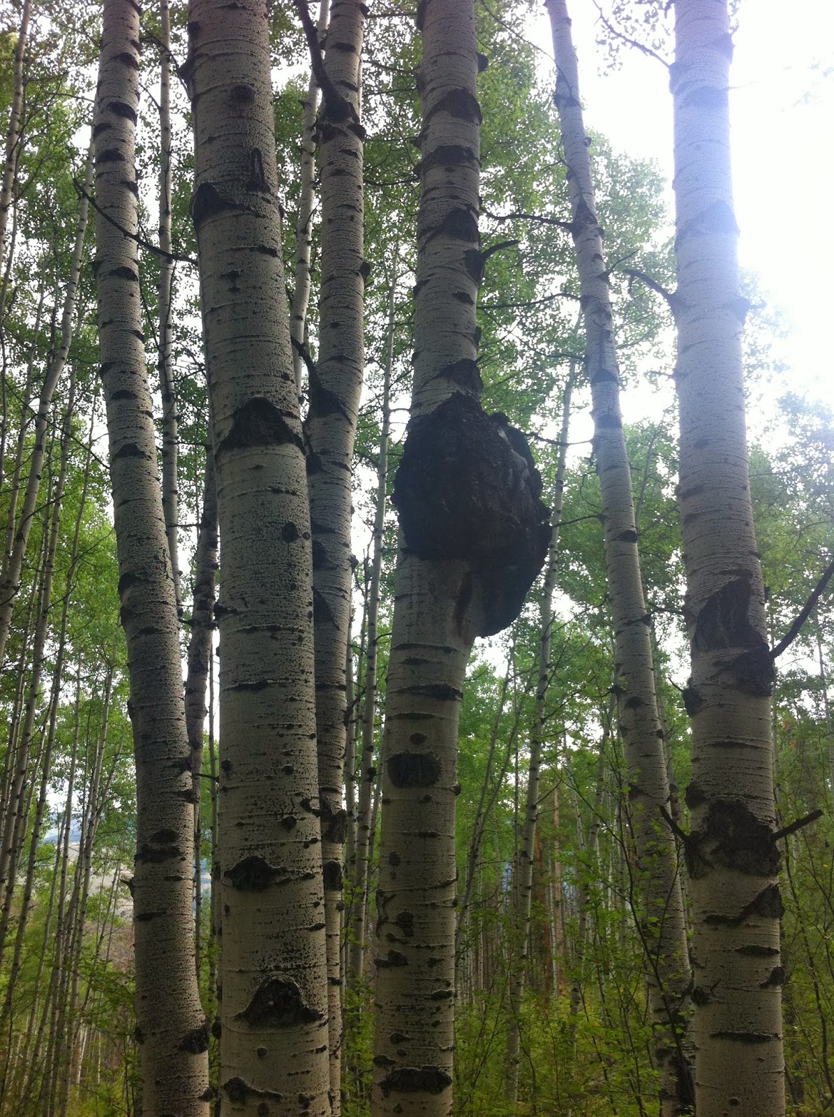 Zone Five and a Half: Witch's Broom -- And Other Spooky Garden Tales ...