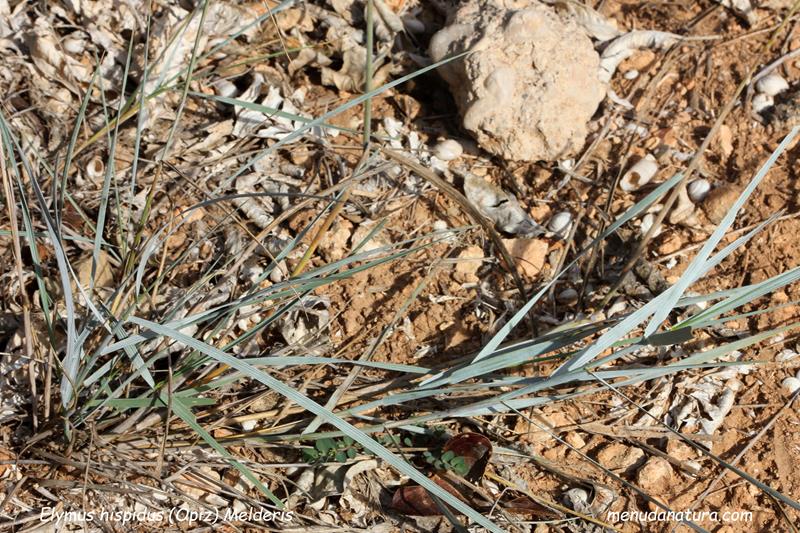 Menuda Natura: Elymus hispidus (Opiz) Melderis