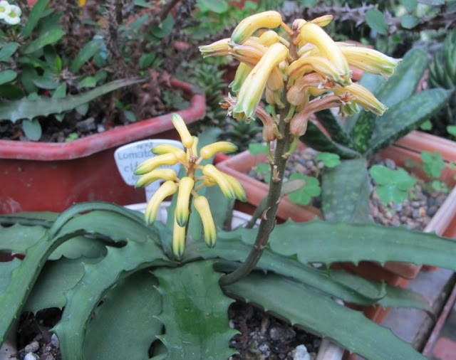 Всё о бегониях и не только...: Ломатофиллум лимонный / Алоэ лимонное ...