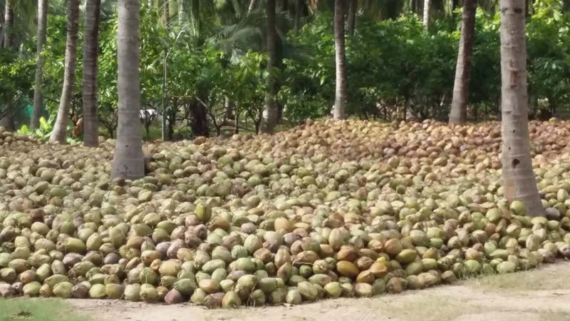 CoconutIndia.com: Coconut Suppliers in Peravurani