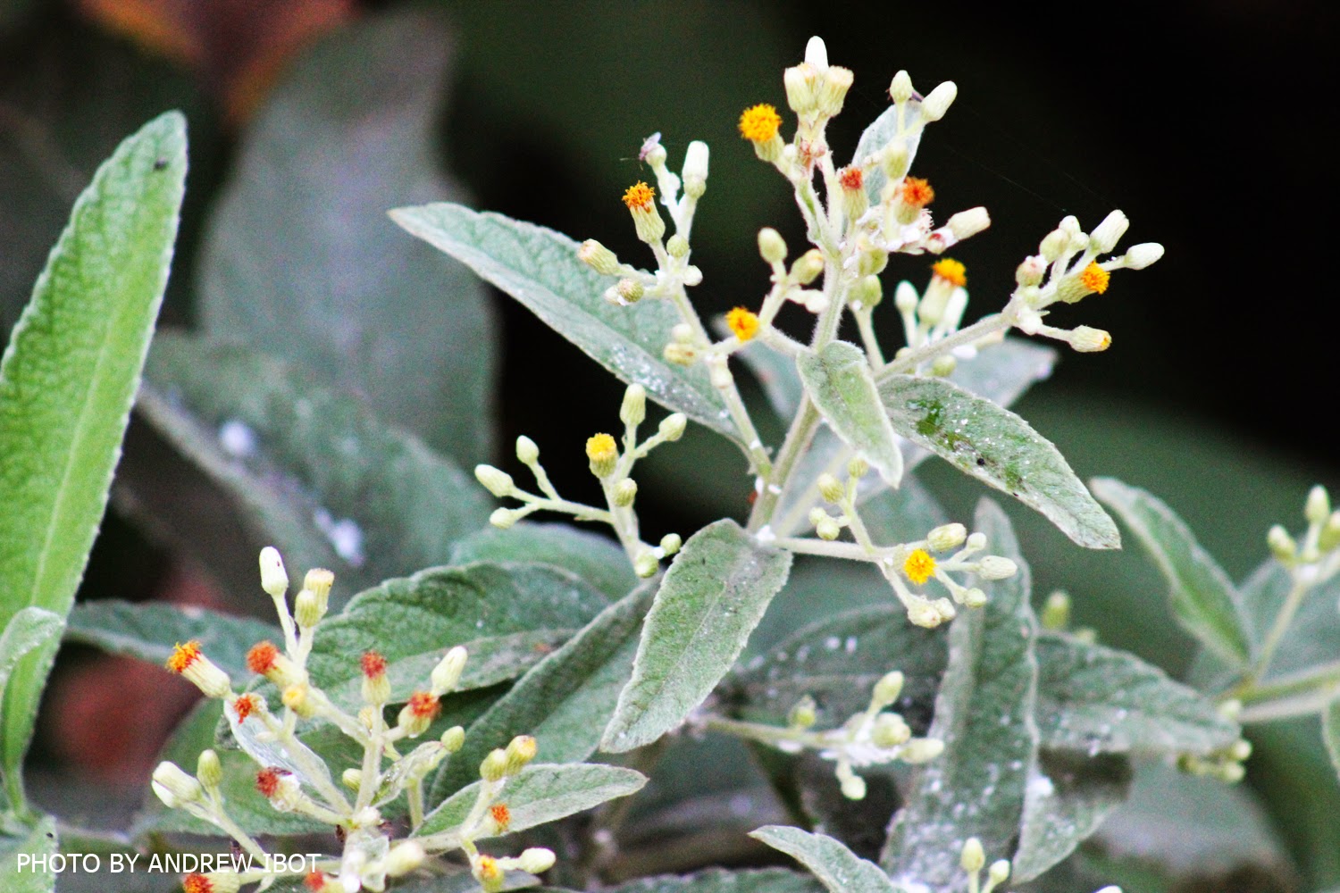 Ako si ANDREW IBOT!: Sambong Uses, Health Benefits, Side Effects