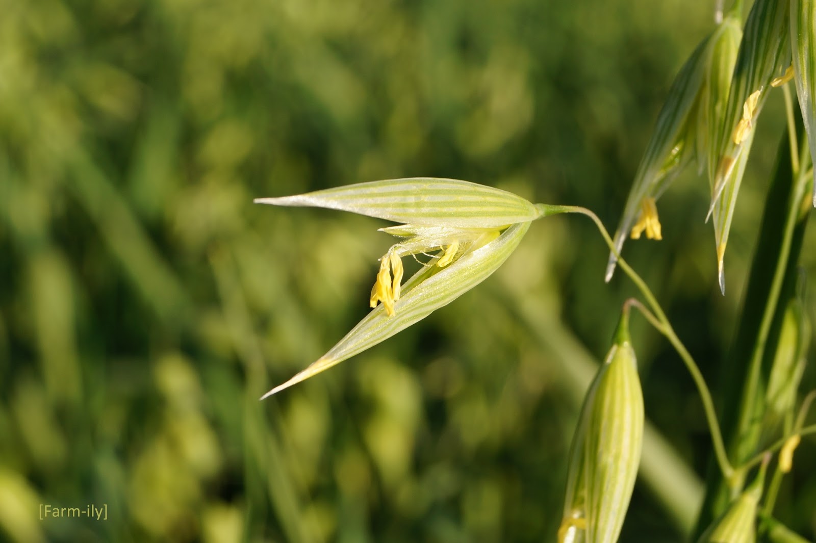 [Farm-ily]: October 21, 2018