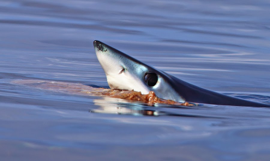 Naturaleza salvaje Blog: El tiburón mako