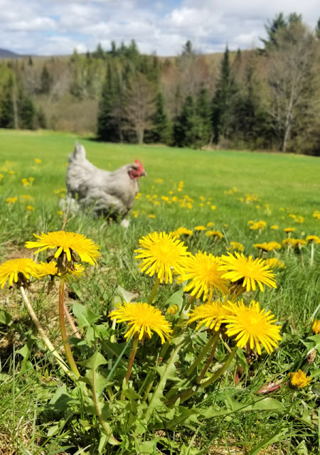 The Health Benefits of Dandelions for Chickens and Ducks - Fresh Eggs ...