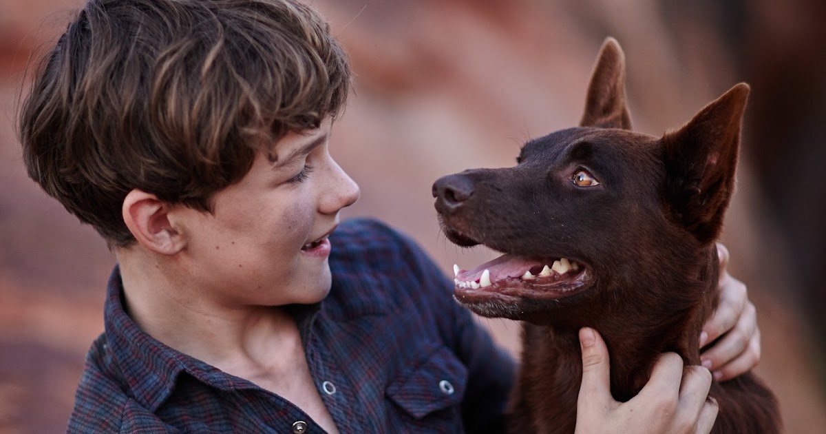 At Darren's World of Entertainment: Red Dog: True Blue: Film Review