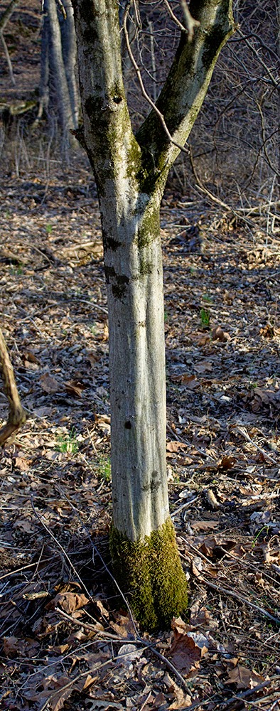 Rurification | Robin Edmundson: Muscle Tree