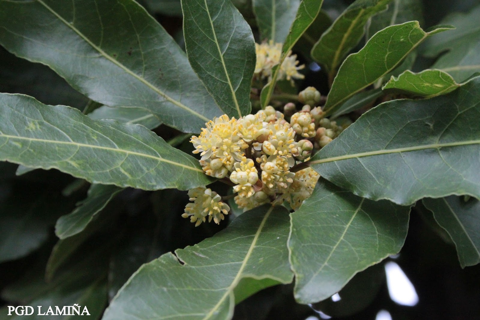 LAURUS NOBILIS. laurel común.