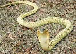 Klasifikasi ular sendok atau Kobra | Uchaal